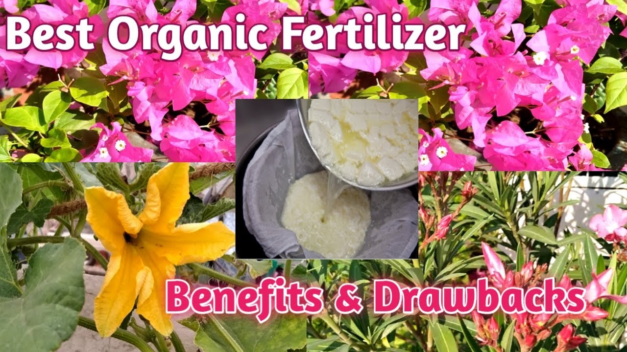 How to use Whey water in plants | Paneer water for plant | Best organic ...