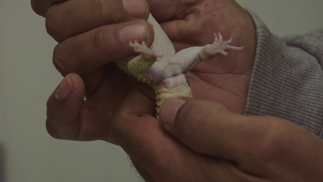 Leopard Gecko Sexing And Health Checks Youtube