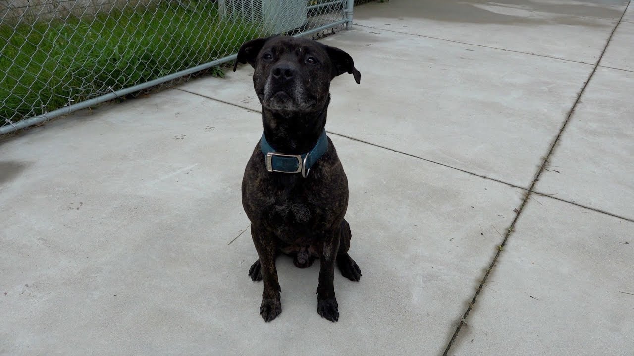 Bay County Animal Control - Pets of the Week for July 5, 2019 - YouTube