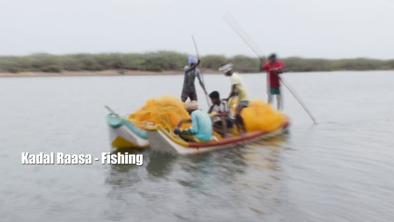 Mass Fishing in Salt Water River / Net Fishing - YouTube