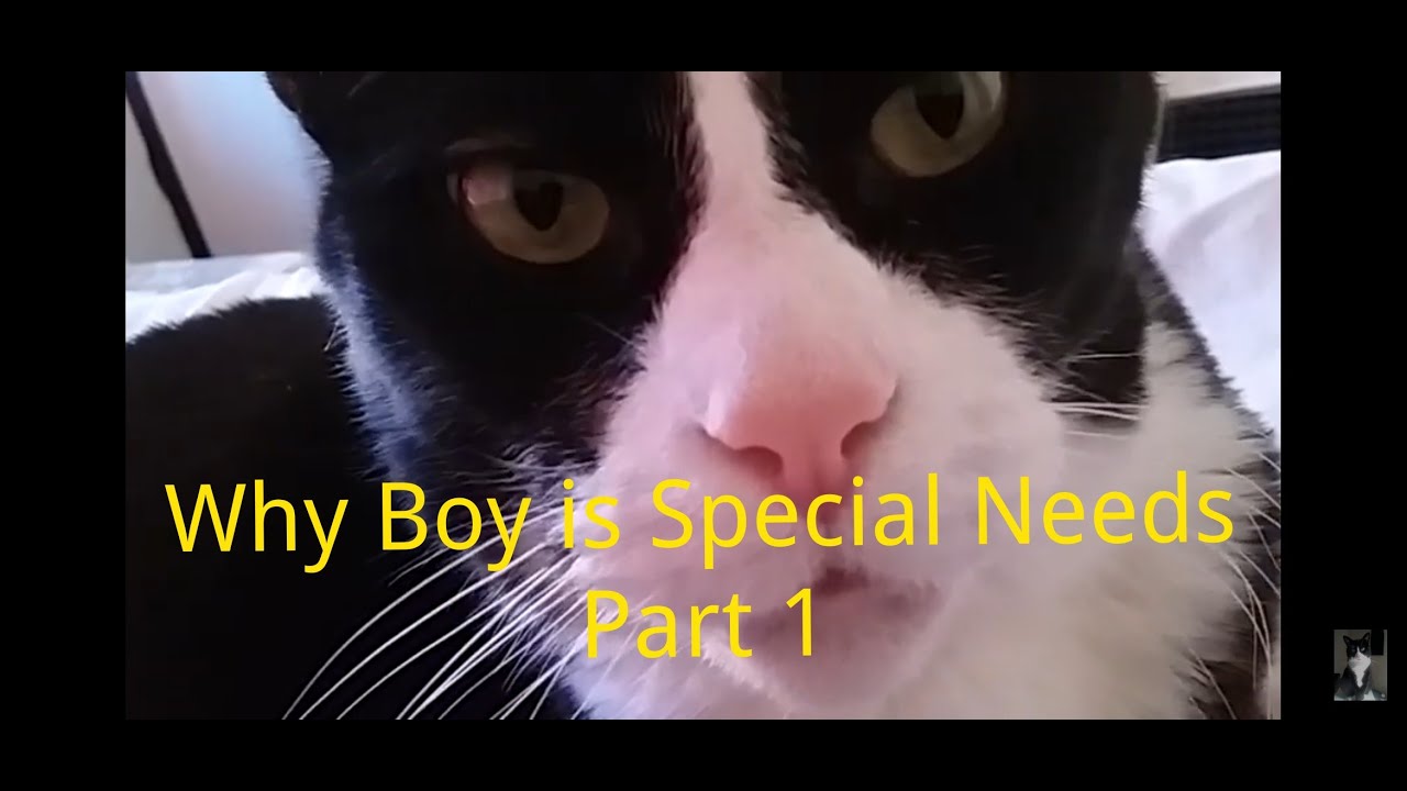 FOPS...Feline Orofacial Pain Syndrome episode #FOPS - YouTube