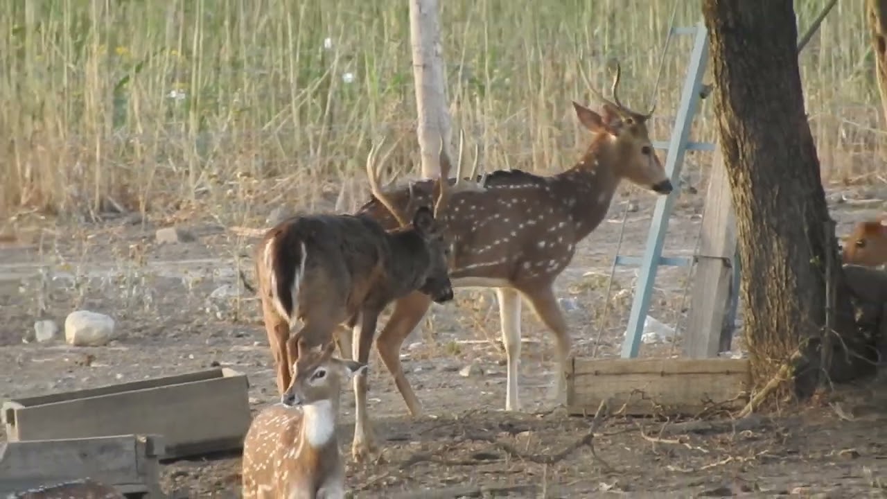 Venado Cola Blanca Texano, Axis y Black buck. - YouTube