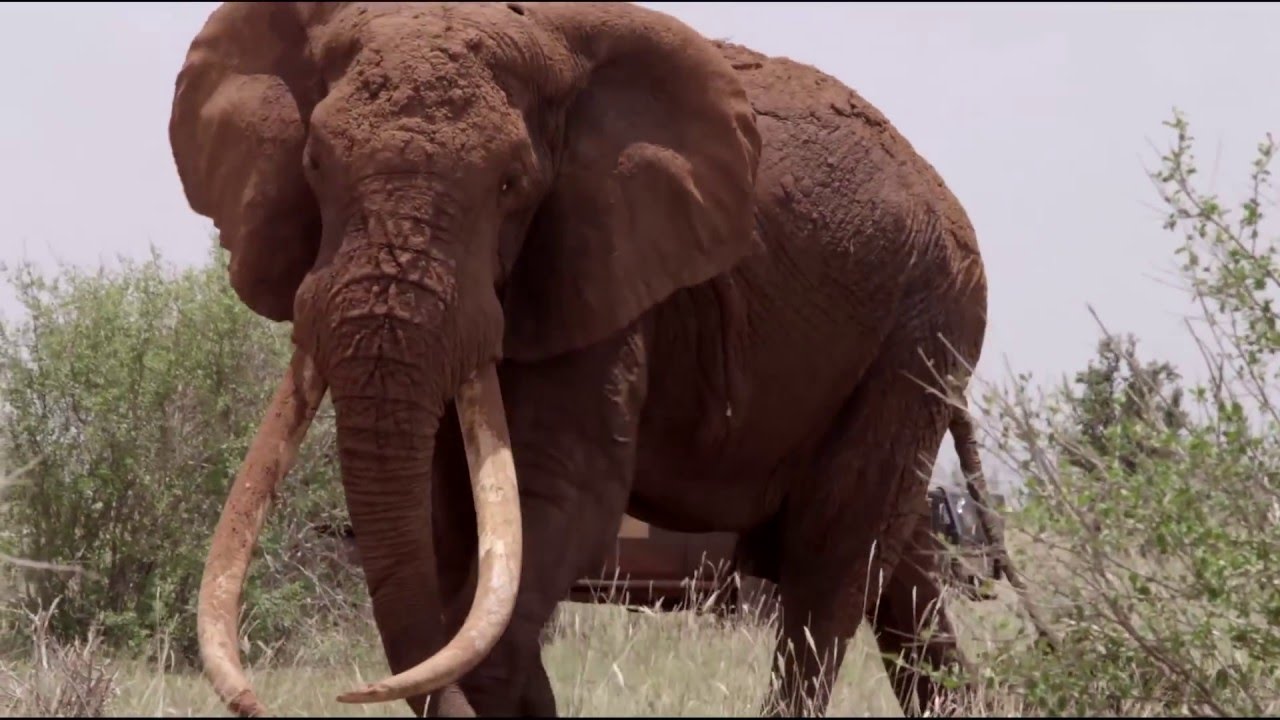 Satao - Tribute - YouTube