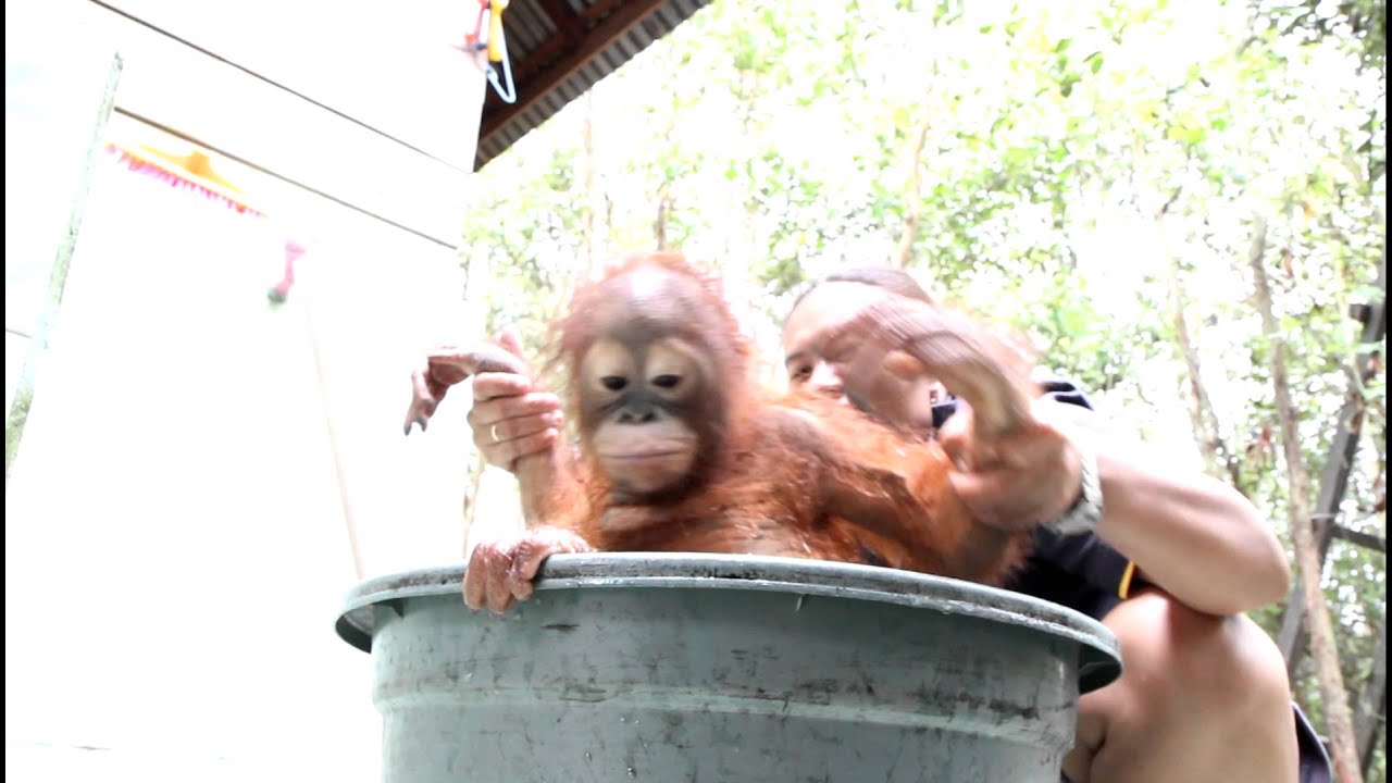 Bath time for baby Orangutans, Orangutan Care Center, Borneo, Indonesia ...