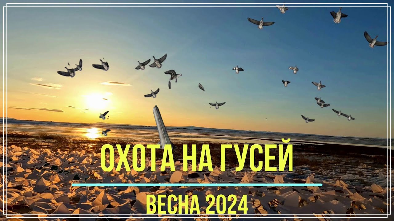 Охота на гуся Весна 2024 ТЫСЯЧИ ГУСЕЙ Камчатка Goose Hunting In