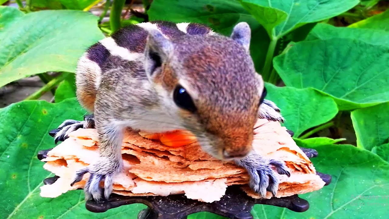 Upcoming Animal Viral Video On YouTube || Best Animal Video - YouTube