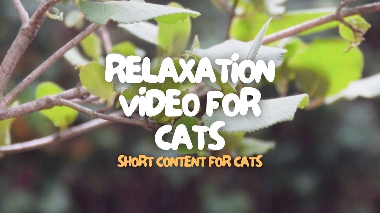 Short Relaxation Video for Cats! - YouTube