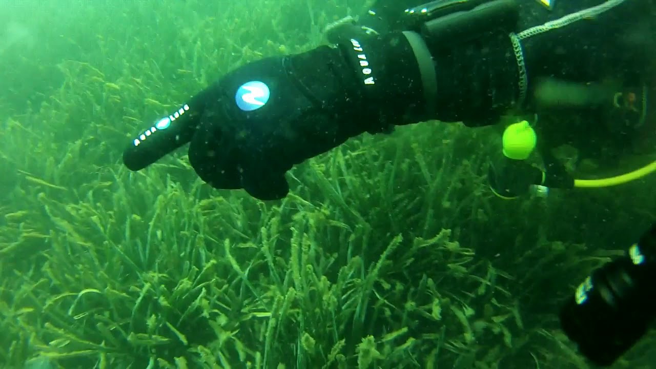 Seiche VS Calamar - YouTube