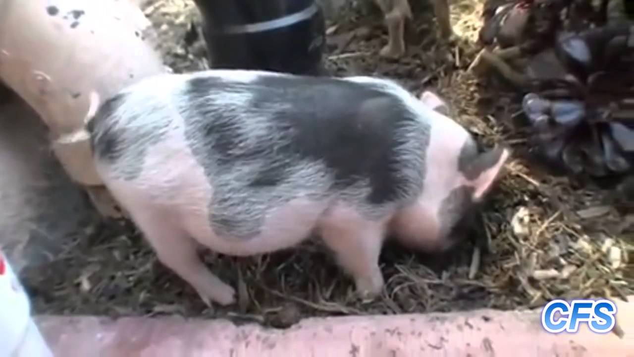 Cute Mini Pigs Compilation CFS - YouTube