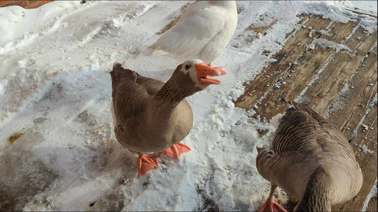 Pet Geese Are Pure Drama, Screaming For No Reason 😂 - YouTube