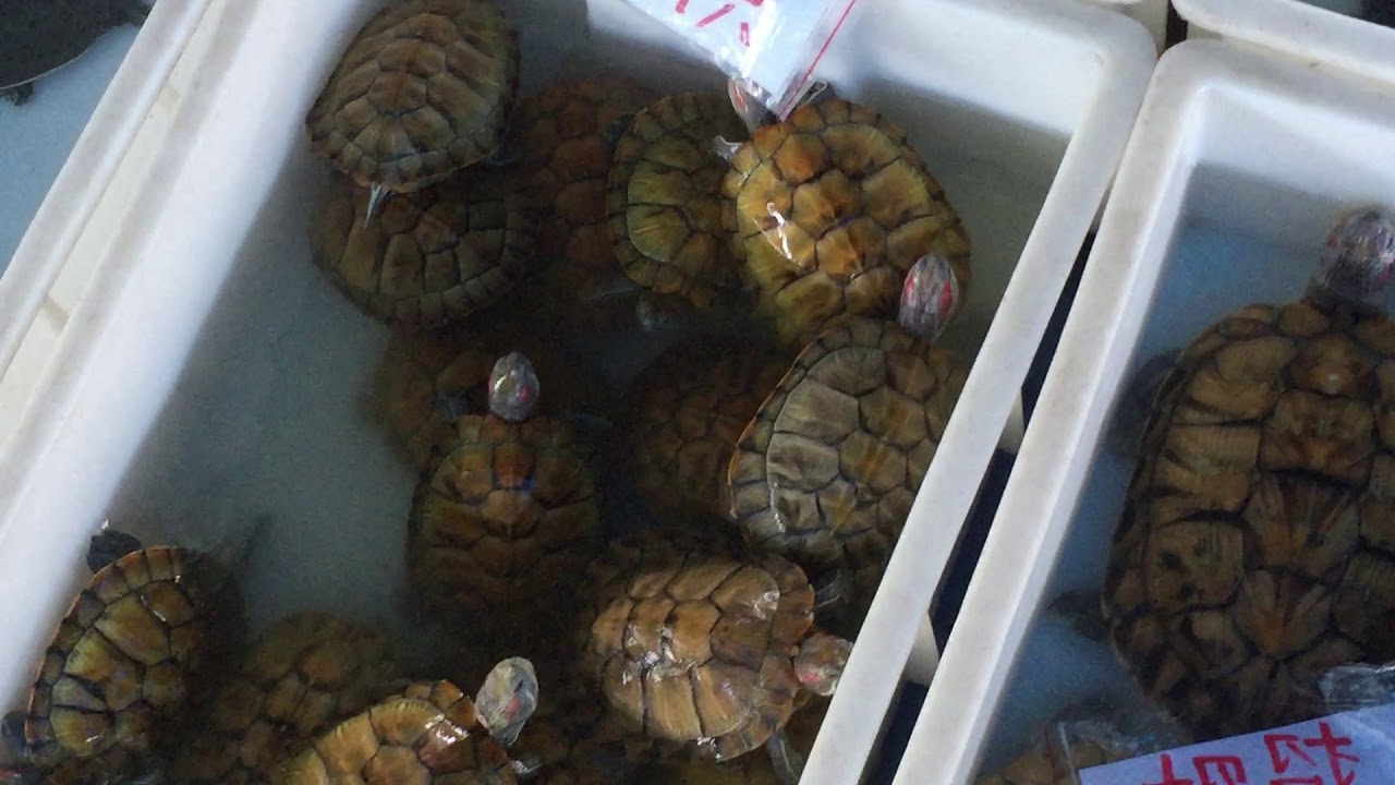 Turtles Market in Guangzhou IMG 23731 - YouTube