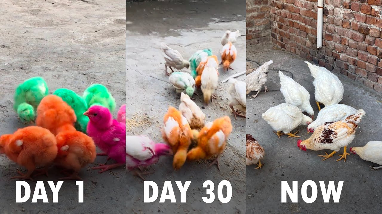 Colorful Chicks 🐥 Care Challenge 😎 Day 1 To 4 Month | 10 Colorful ...