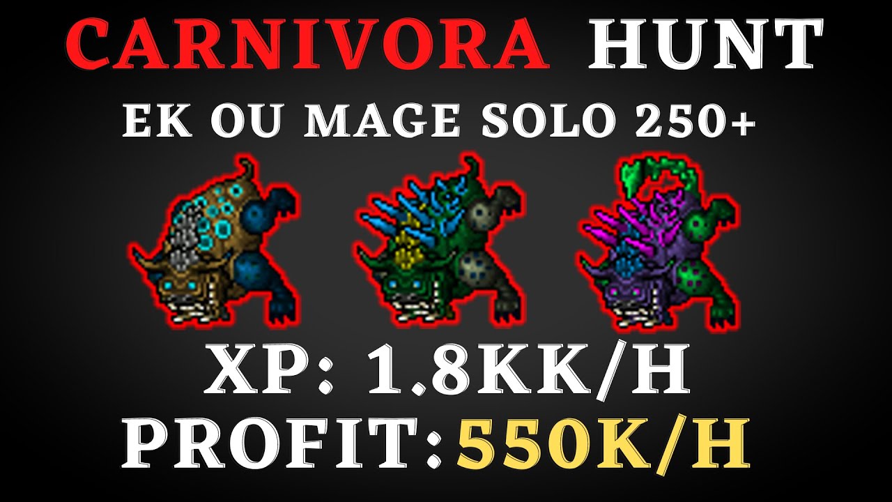 CARNIVORA HUNT | (XP: 1.8KK/H PROFIT: 550K/H) EK OU MAGE SOLO 250 ...