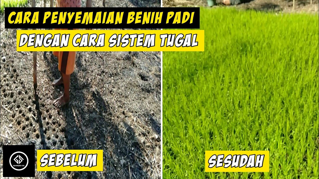 Cara Semai Benih BERAS MERAH Padi Lokal 100% Berhasil Tumbuh - YouTube