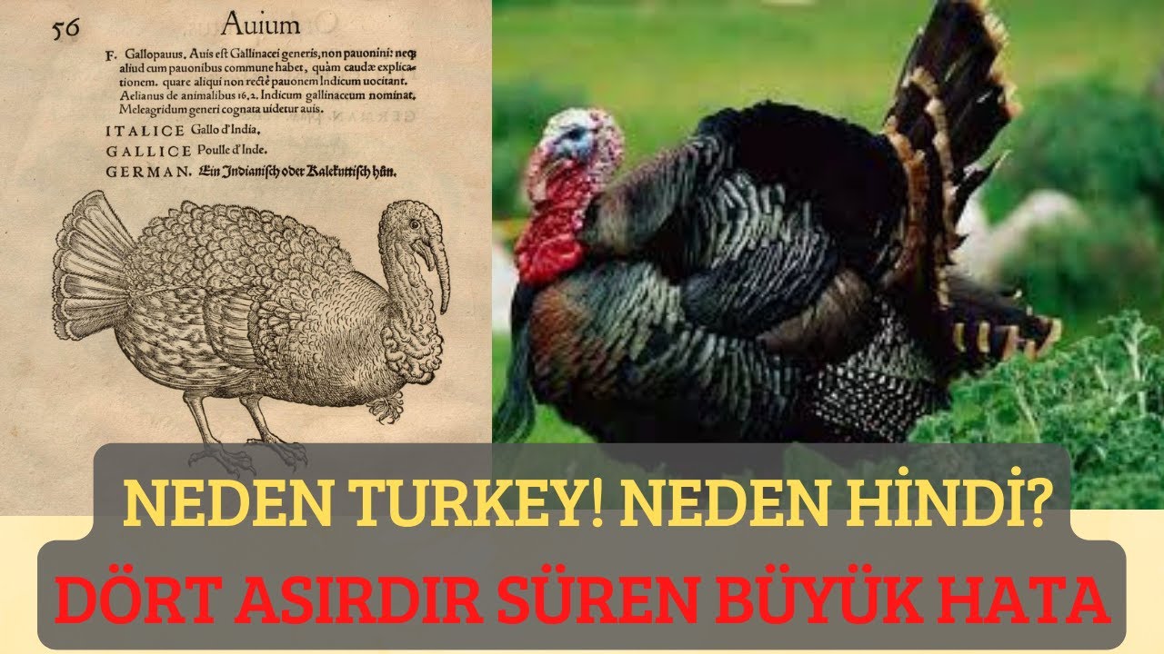 HİNDİ VE TURKEY NEREDEN GELİYOR? - YouTube