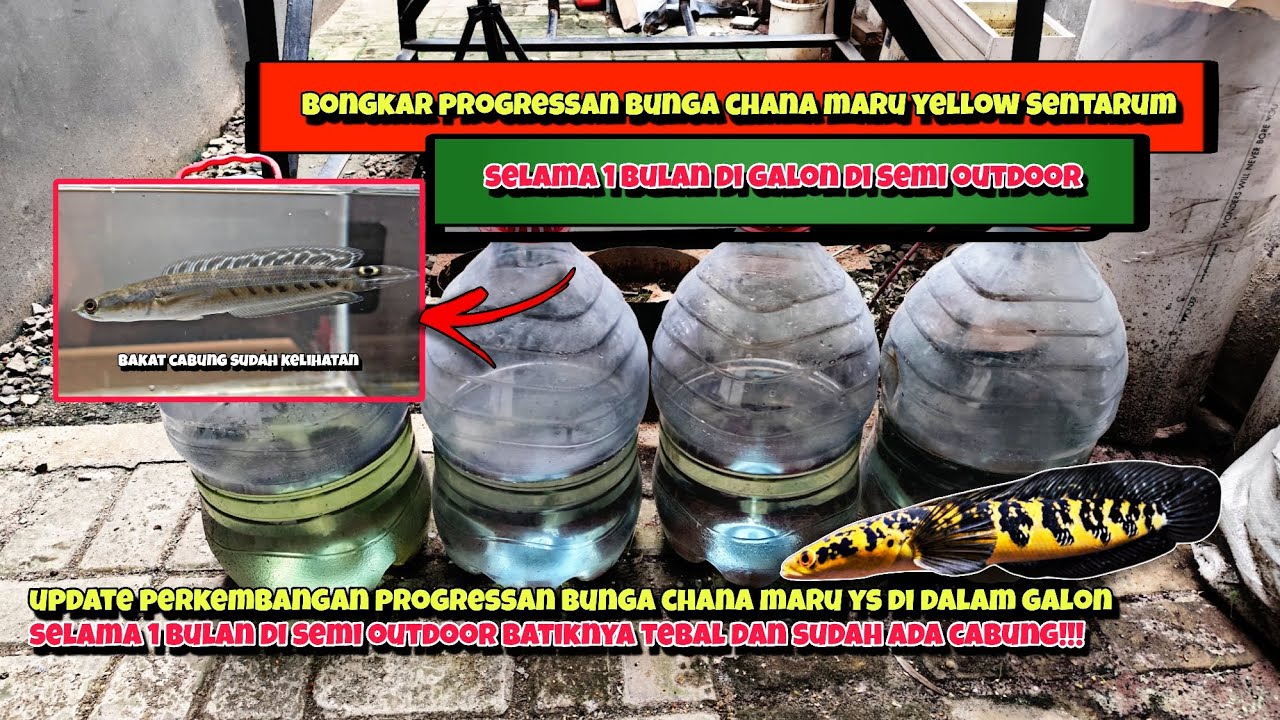 BONGKAR LAGI PROGRESSAN BUNGA CHANA MARU YS‼️1 BULAN DI DALAM GALON ...