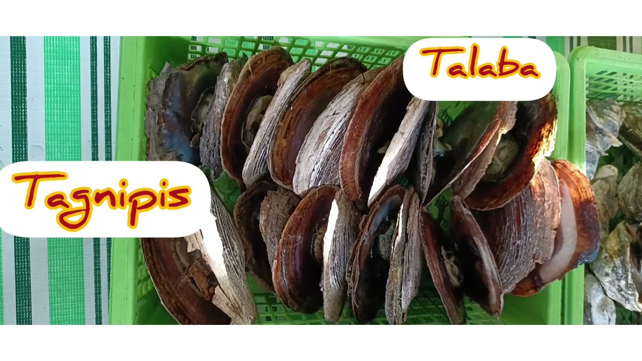 TALABA FEAST #talaba #shorts - YouTube