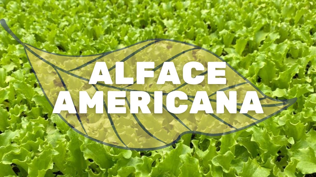 MUDAS DE ALFACE AMERICANA | Informações e cuidados - YouTube