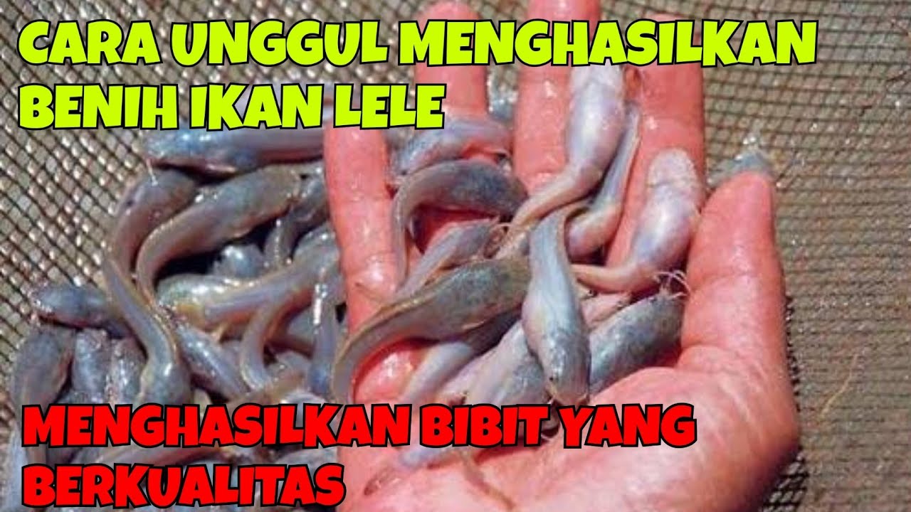 CARA UNGGUL MENGHASILKAN BENIH IKAN LELE || BUDIDAYA LELE AGAR ...