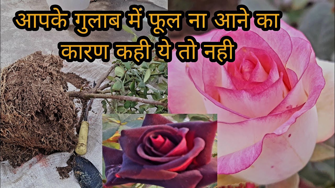 क्या आपके गुलाब में सब कुछ करने के बाद भी फूल नहीं आ रहा हैं तब ये करें ...