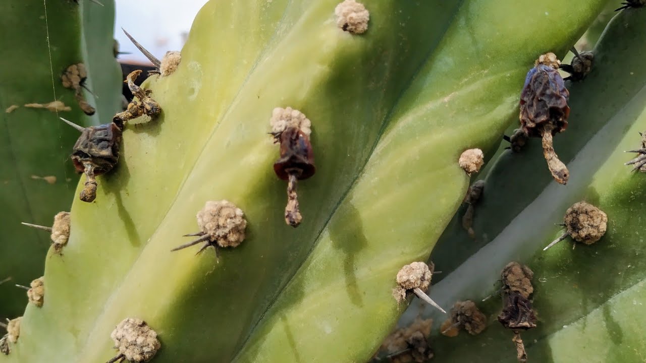 Blueberry Cactus (Myrtillocactus geometrizans) - mummyfied fruits off ...