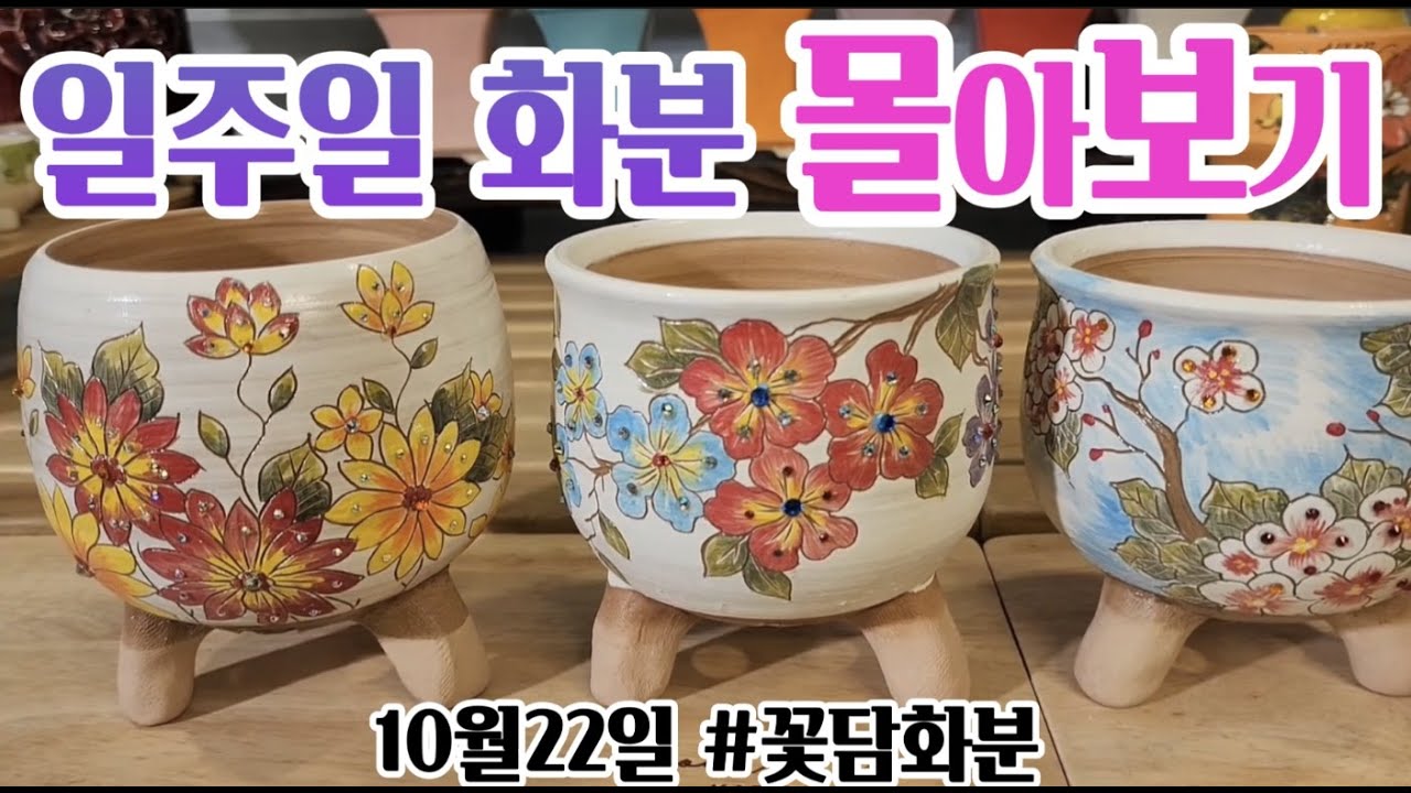 10월22일 일주일화분 몰아보기 꽃담다육스토리예쁜화분화분싸게파는곳다육식물多肉植物succulents다육이꽃담화분다육화분꽃담다육스토리화분 Youtube