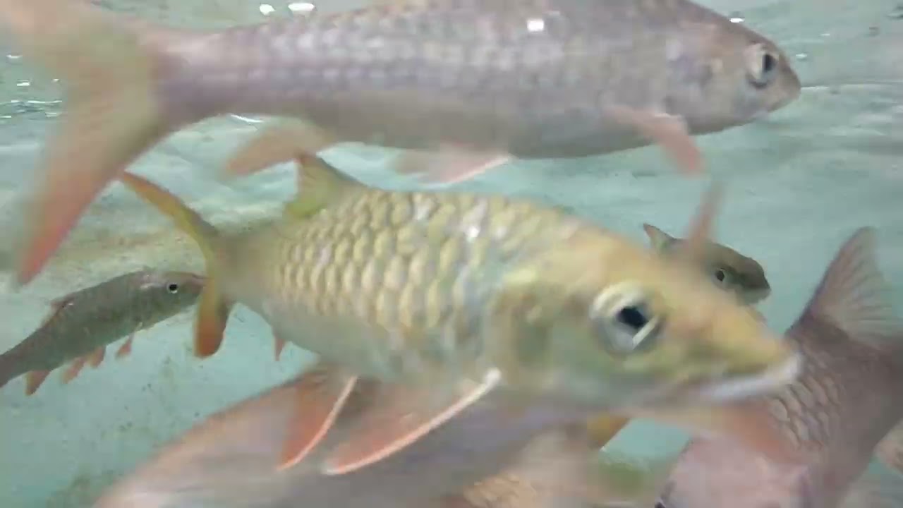 merawat ikan kelah bibir tebal atau AJ dari sungai tembat@kelahproshop ...