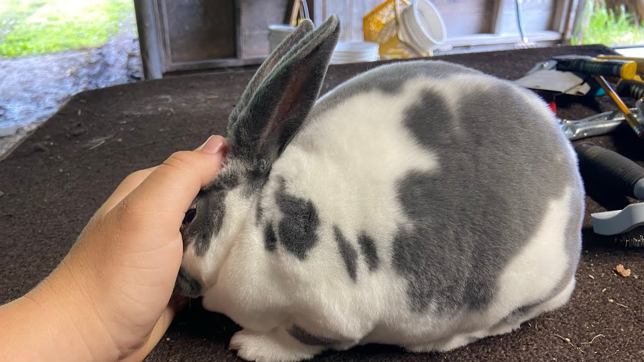 Rabbitry tour - YouTube