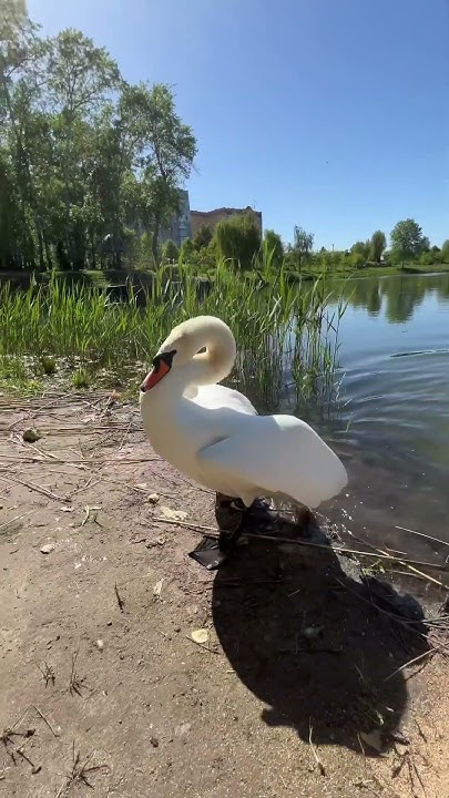 Лебедь 🦢 Лёня приплыл немного покушать 🙌🌽🦢♥️ - YouTube