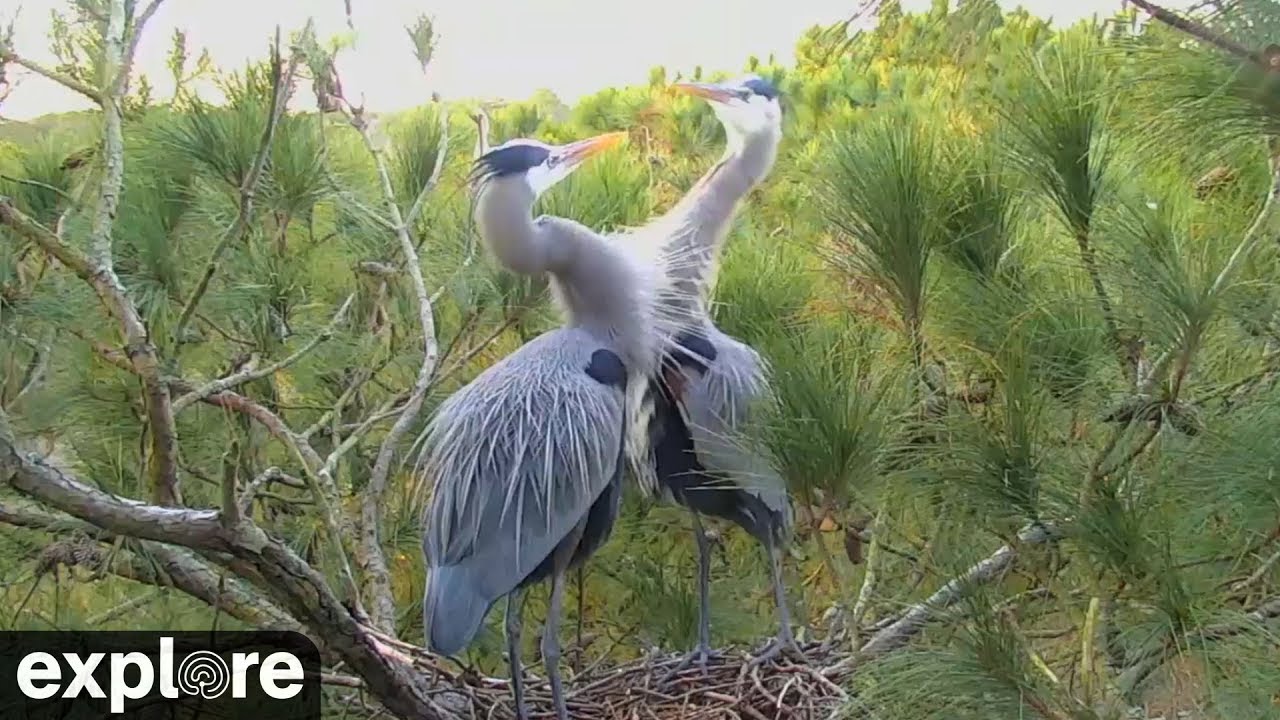 Great Blue Heron Mating Dance - YouTube