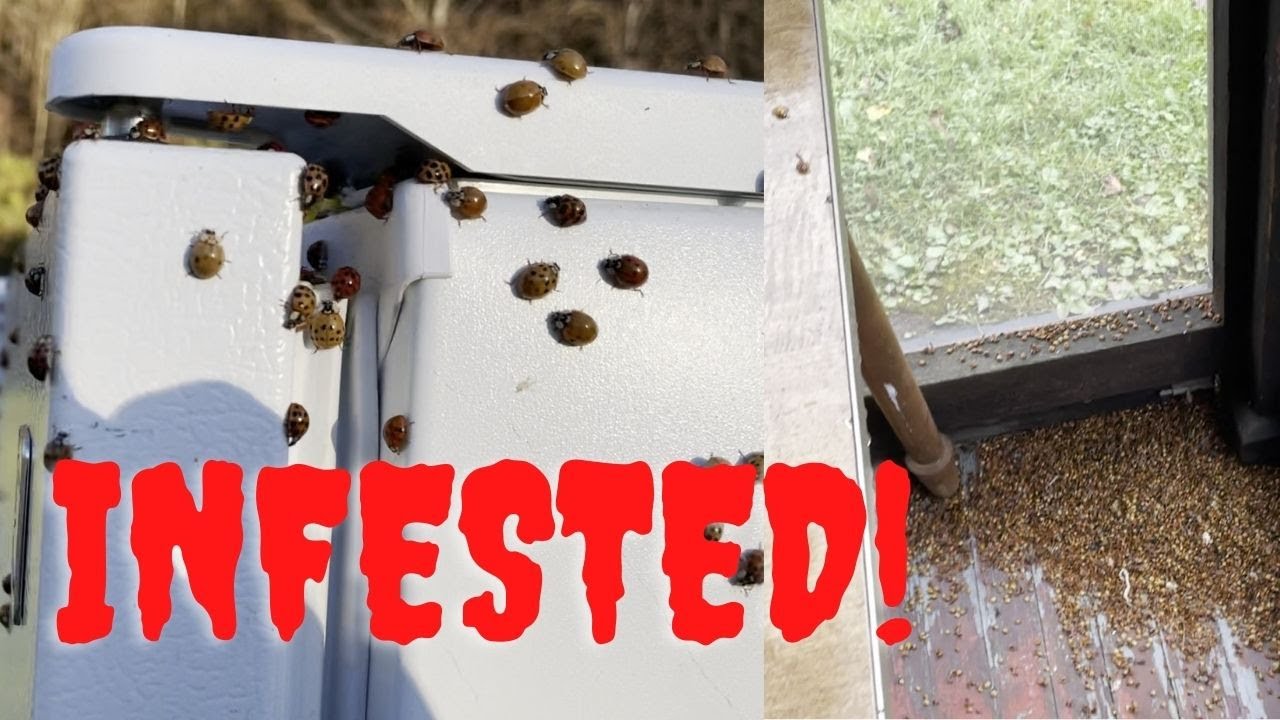 Asian Lady Beetle Infestation in Virginia! - YouTube