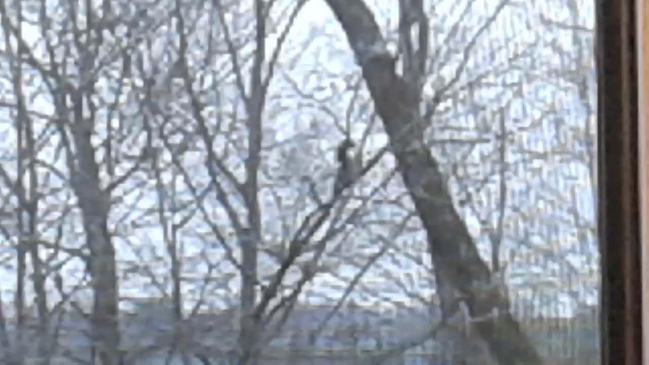 Amazing Eastern Gray Squirrel Jumping Powers!!! - YouTube