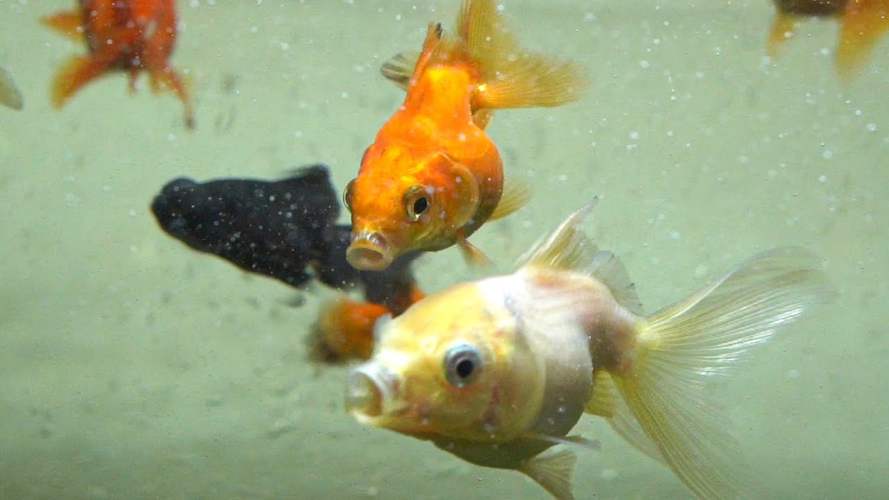 Fresh Swimming Fish Do The Same Haha - YouTube
