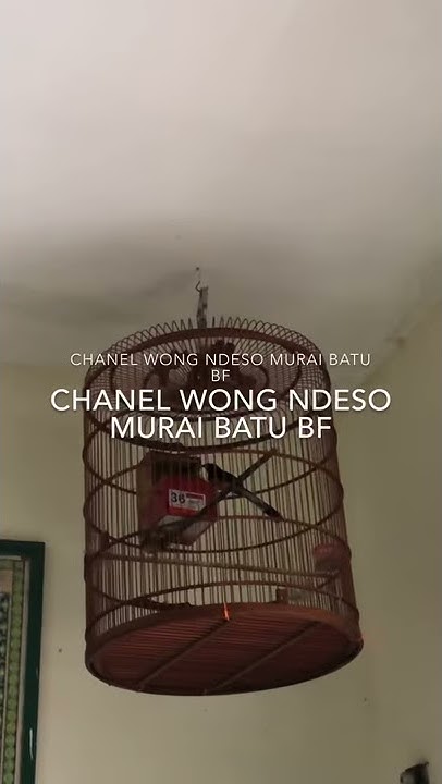 Ternak Burung Murai Batu Disangkar Gantung (Sangkar No 1) - YouTube