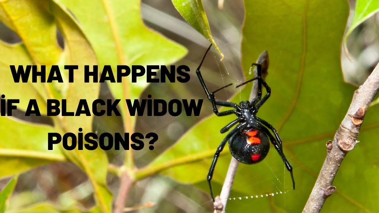 What Does Black Widow Poison Do To The Human Body ? - YouTube