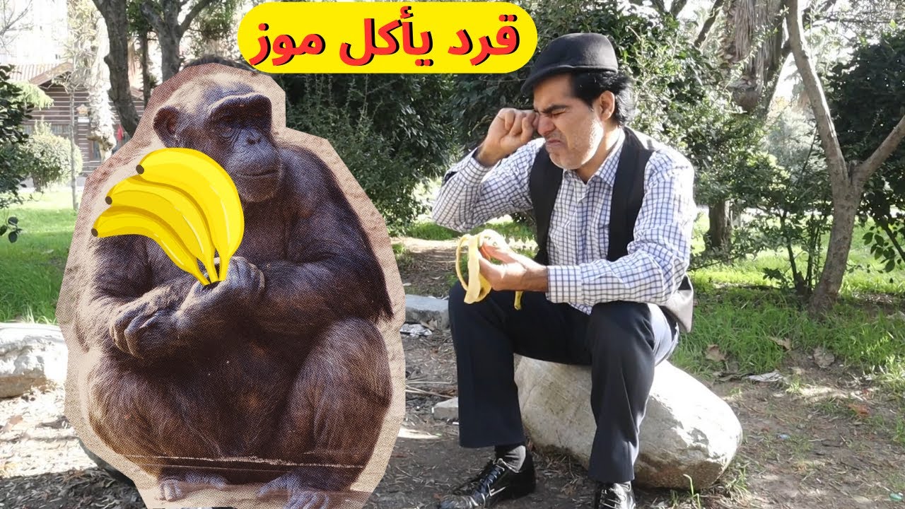 قرد يأكل موز 🍌🐒🤣😂 Youtube