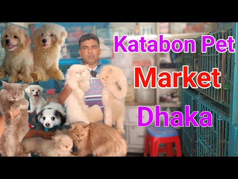 Katabon Animal market in Bangladesh | Pet market katabon | Katabon Cat ...