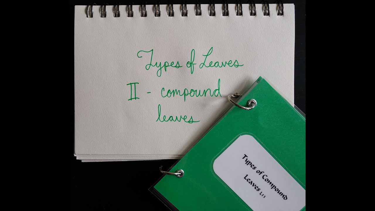 Science Types Of Compound Leaves YouTube science-types-of-compound-leaves-youtube