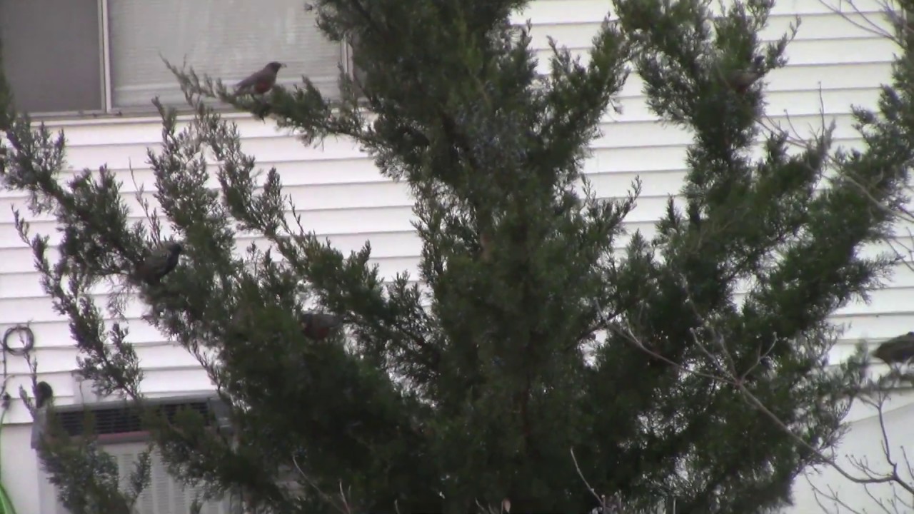 Migrating Robins Feasting on Eastern Red Cedar Berries - YouTube