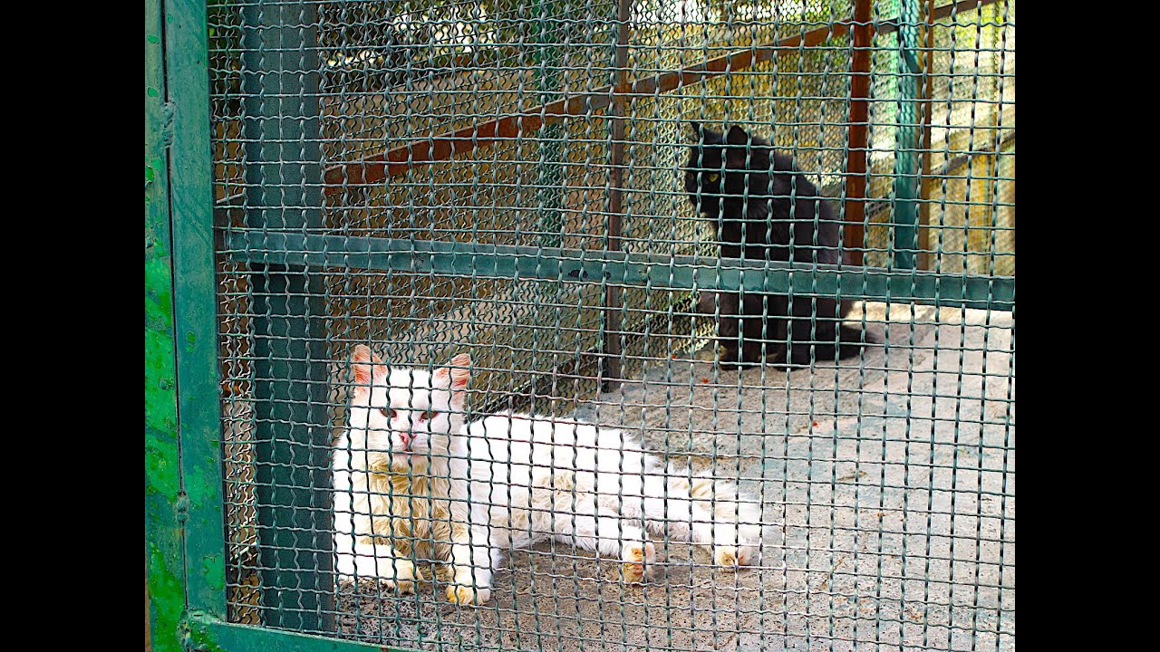 Damascus Zoo, Syria - YouTube