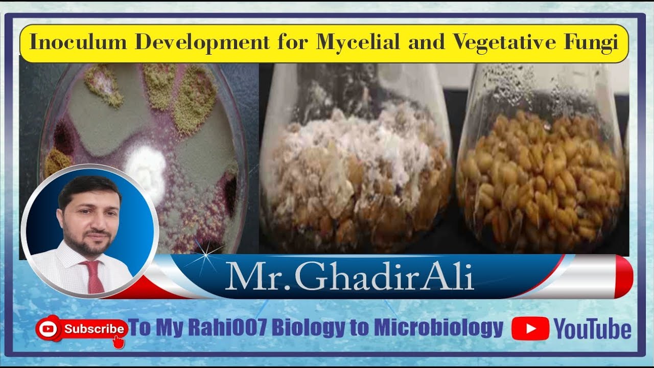 Inoculum Development for Mycelial and Vegetative Fungi - YouTube