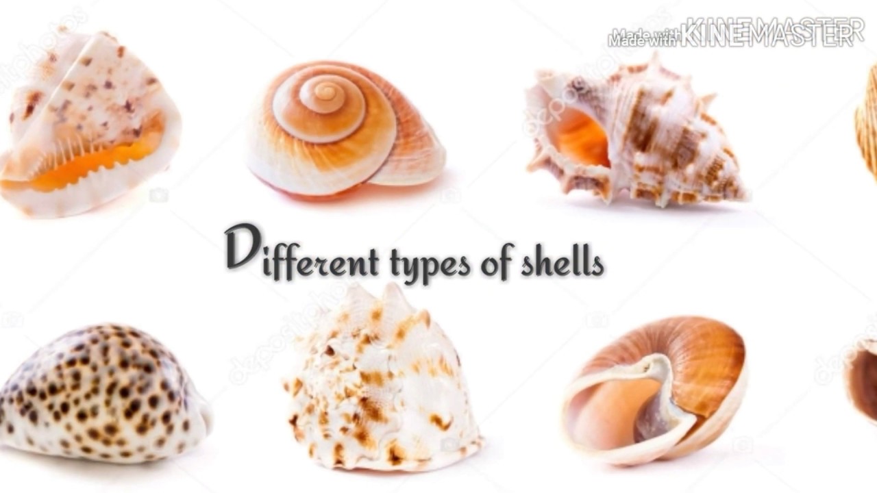 All Types Of Shells Youtube