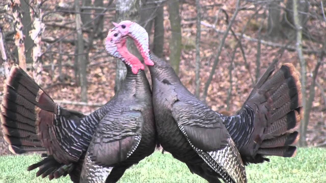 Turkey Fight - YouTube