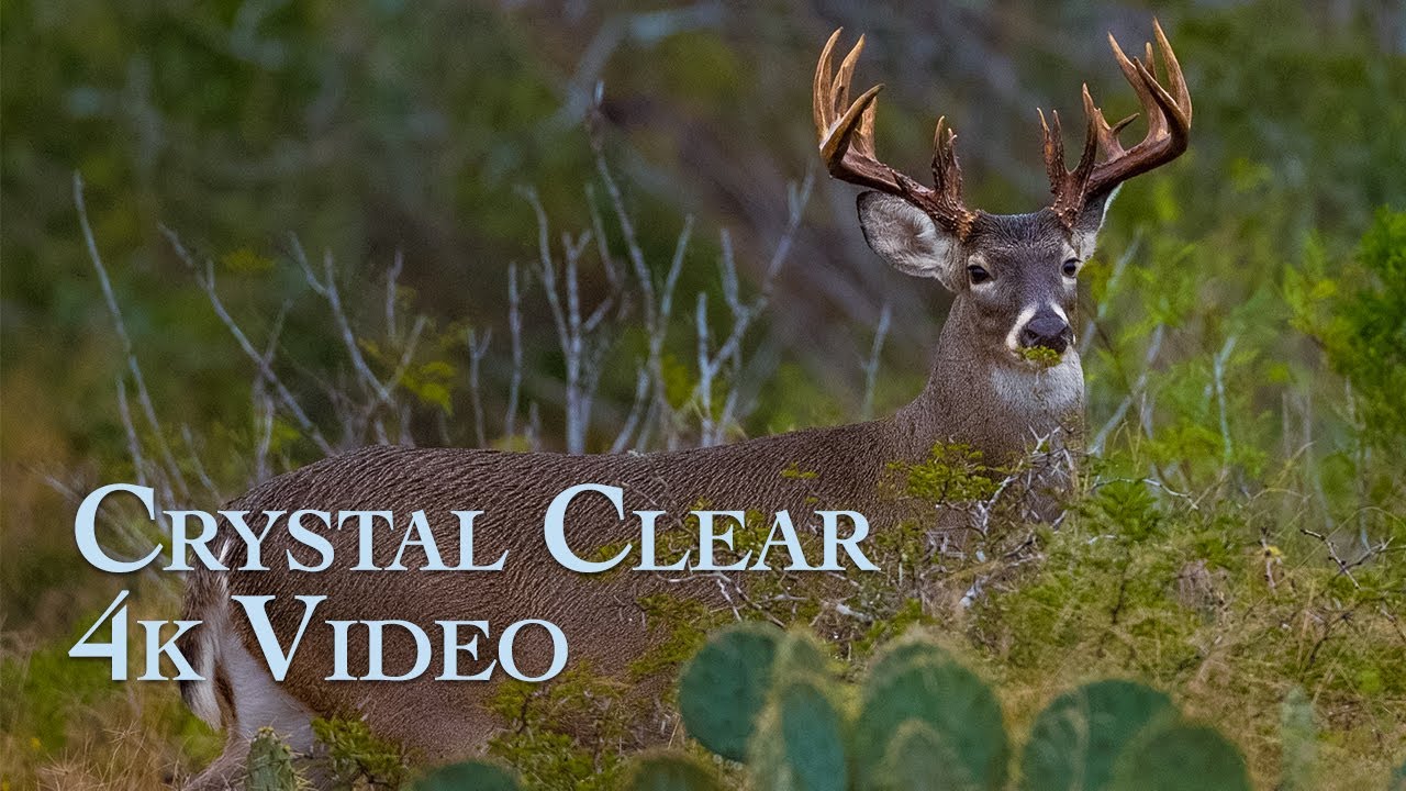 The BEST deer video on YouTube - YouTube