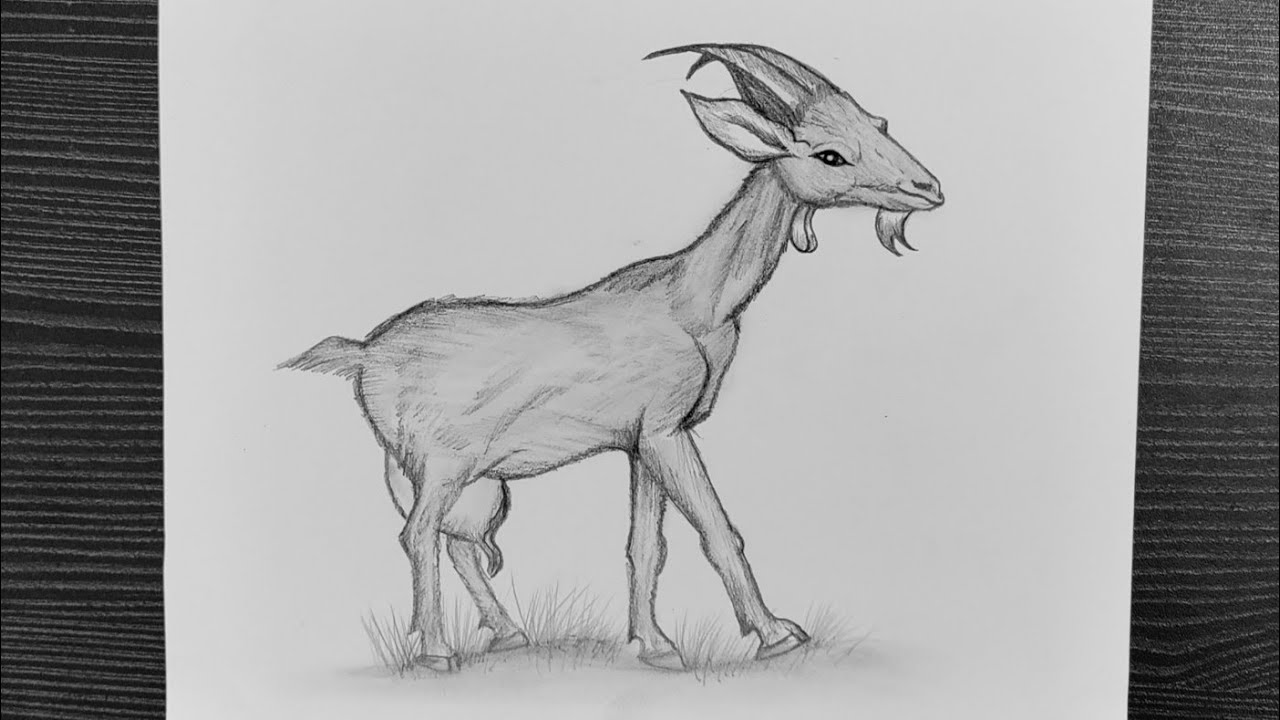 Realistic Goat Drawing