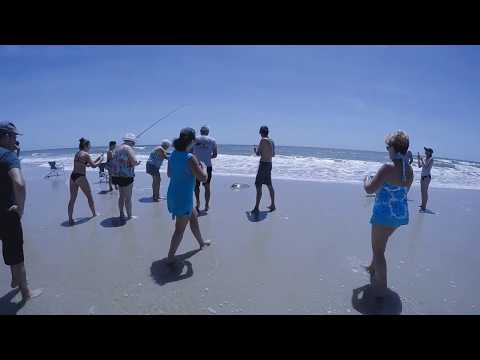 Stingray caught at Huntington Beach S.C.