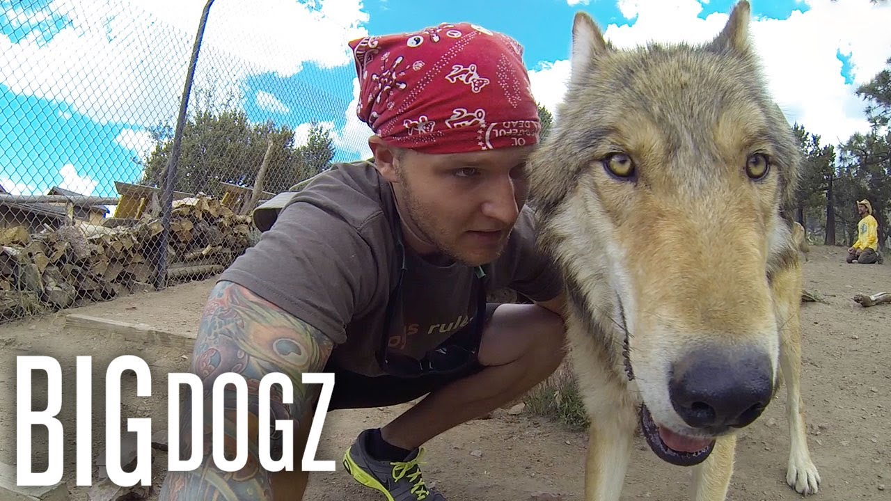 Celebrity 'Dog Whisperer' Can Train Wolves | BIG DOGZ - YouTube