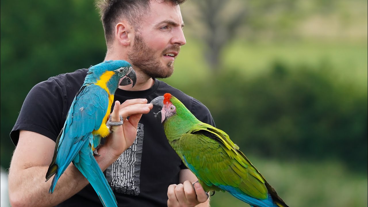 Top tips for parrot owners new and old! | AN UPDATE ON MY MILITARY ...