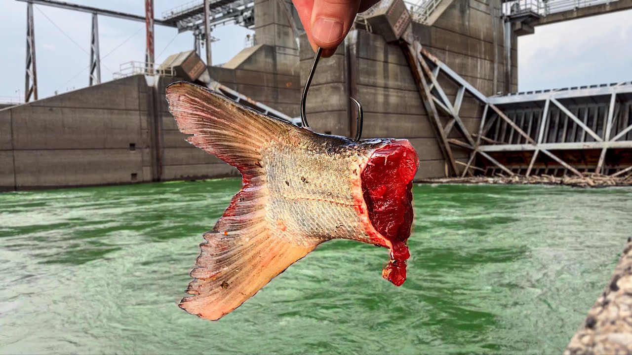 Really Big Fish