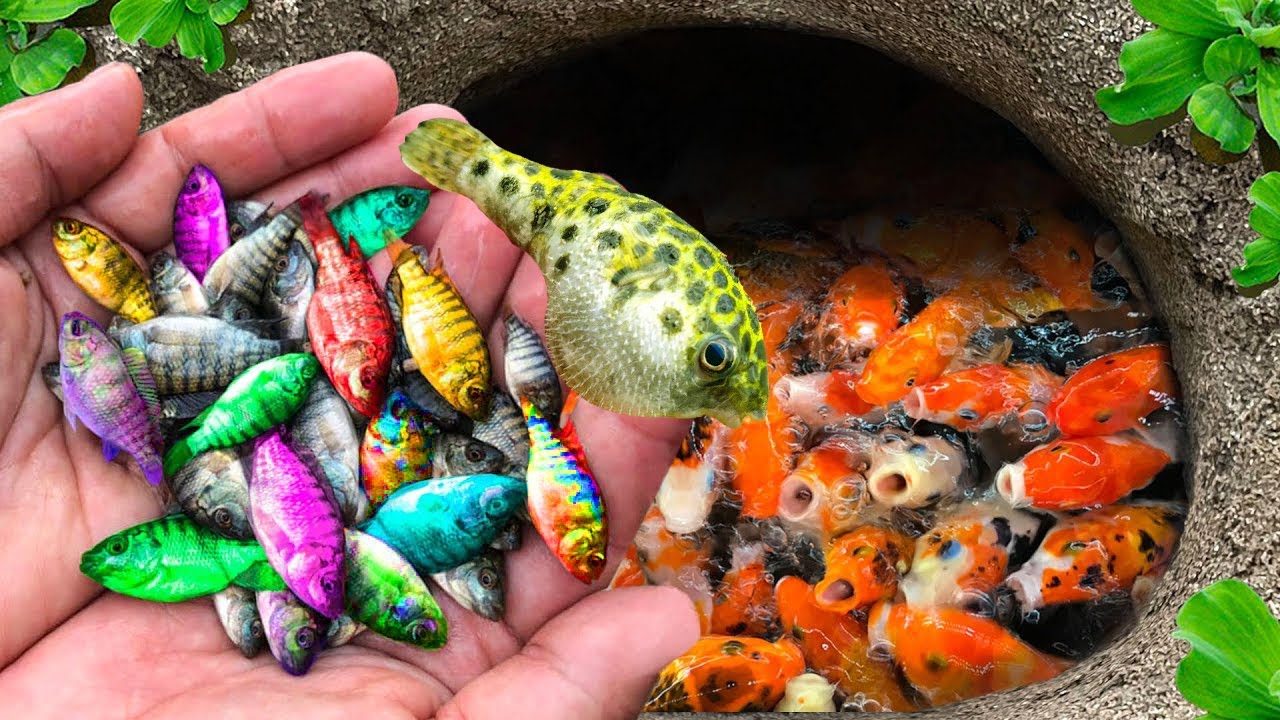 Catch fancy aquarium fish in small pond, black guppy, yellow guppy ...